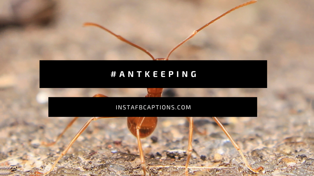 [Popular] Ant Keeping Captions for Instagram in 2024 - InstaFbCaptions ...