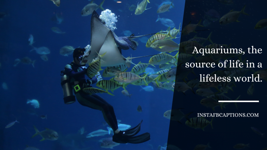 [New] Fish Aquarium Captions Quotes for Instagram in 2024 ...