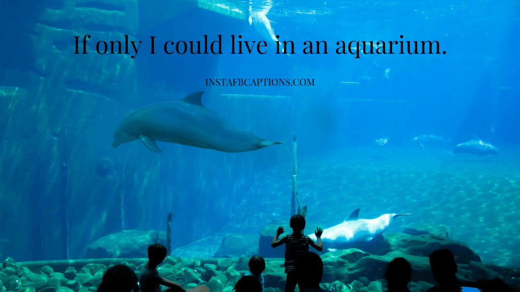 New Fish Aquarium Captions Quotes For Instagram In 2024 new-fish-aquarium-captions-quotes-for-instagram-in-2024